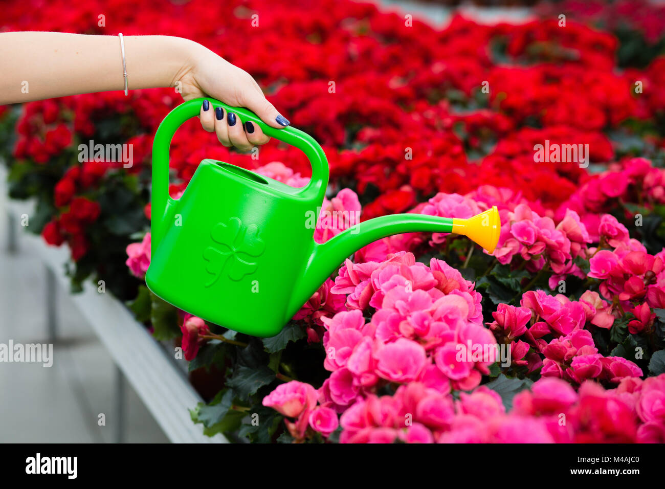 Give plants water regularly Stock Photo - Alamy