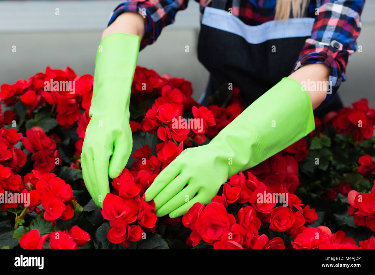 Work on cultivation flowers hi-res stock photography and images - Alamy