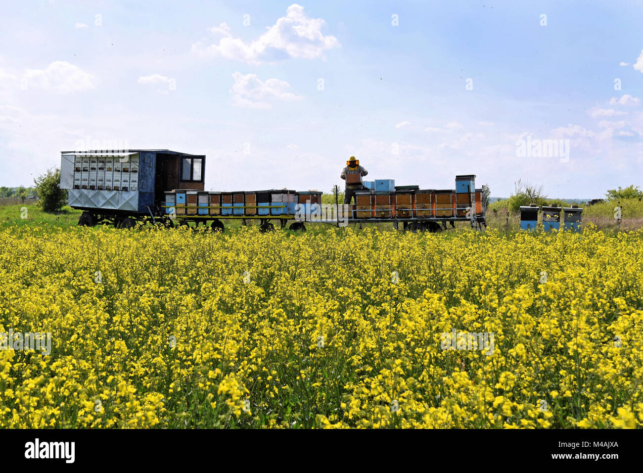 Beekeeper and his mobile beehives Stock Photo - Alamy