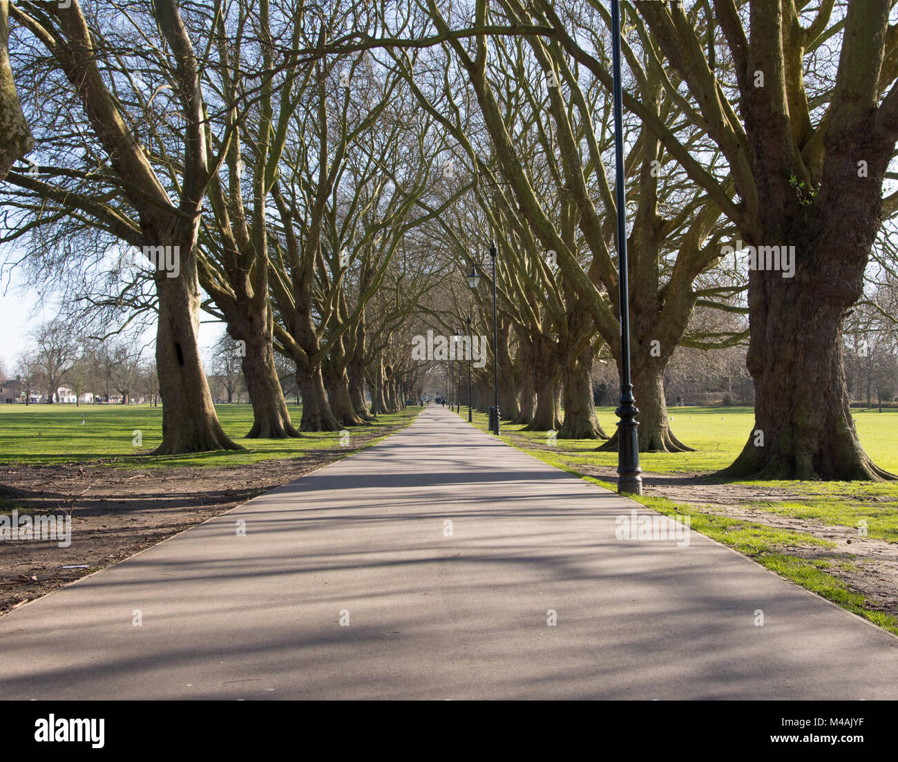 The tree lined footpath that runs between Midsummer common and Jesus ...