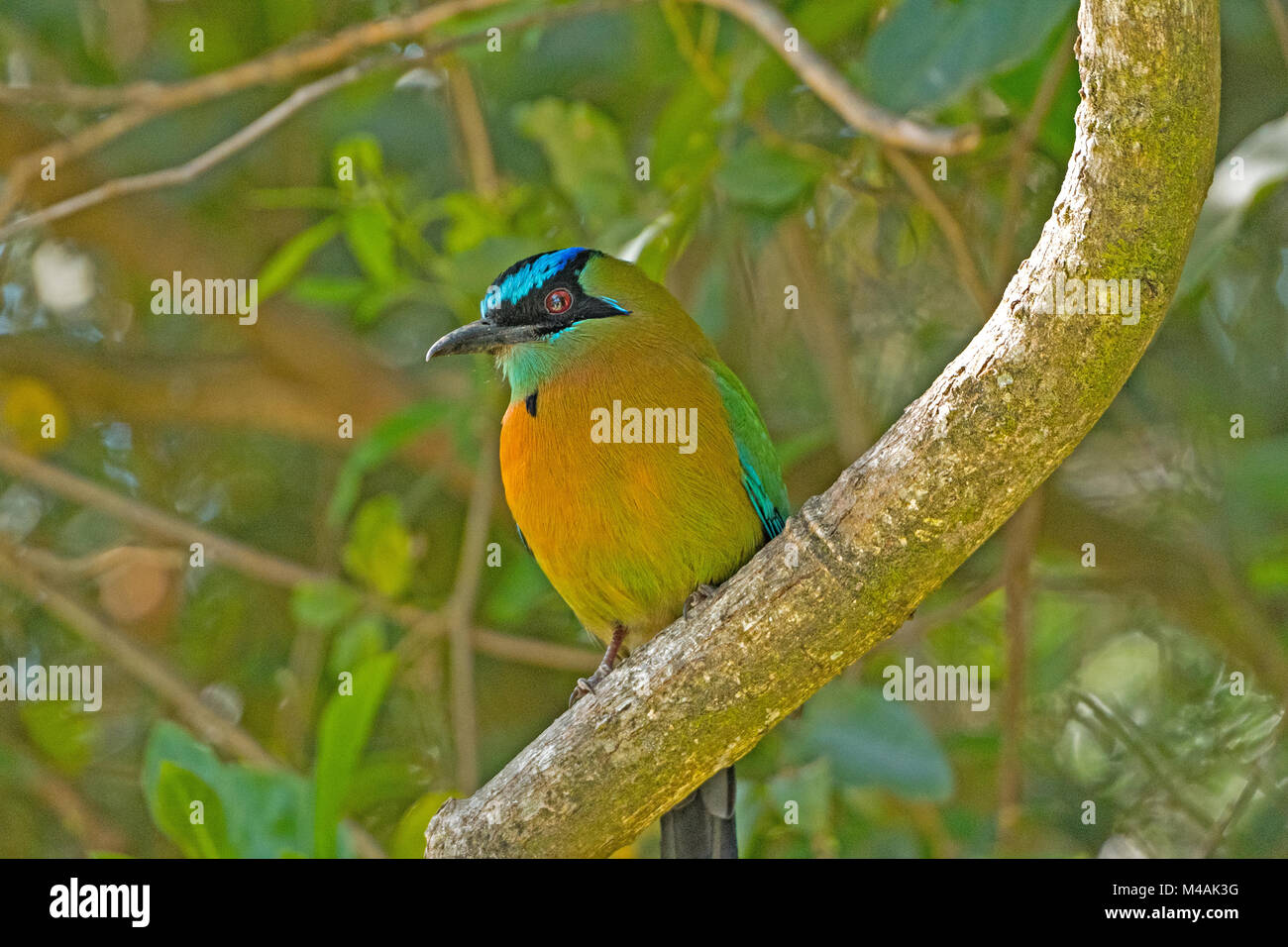 Details on a Blue Crowned Momot in the Forest Near Monteverde, Costa ...