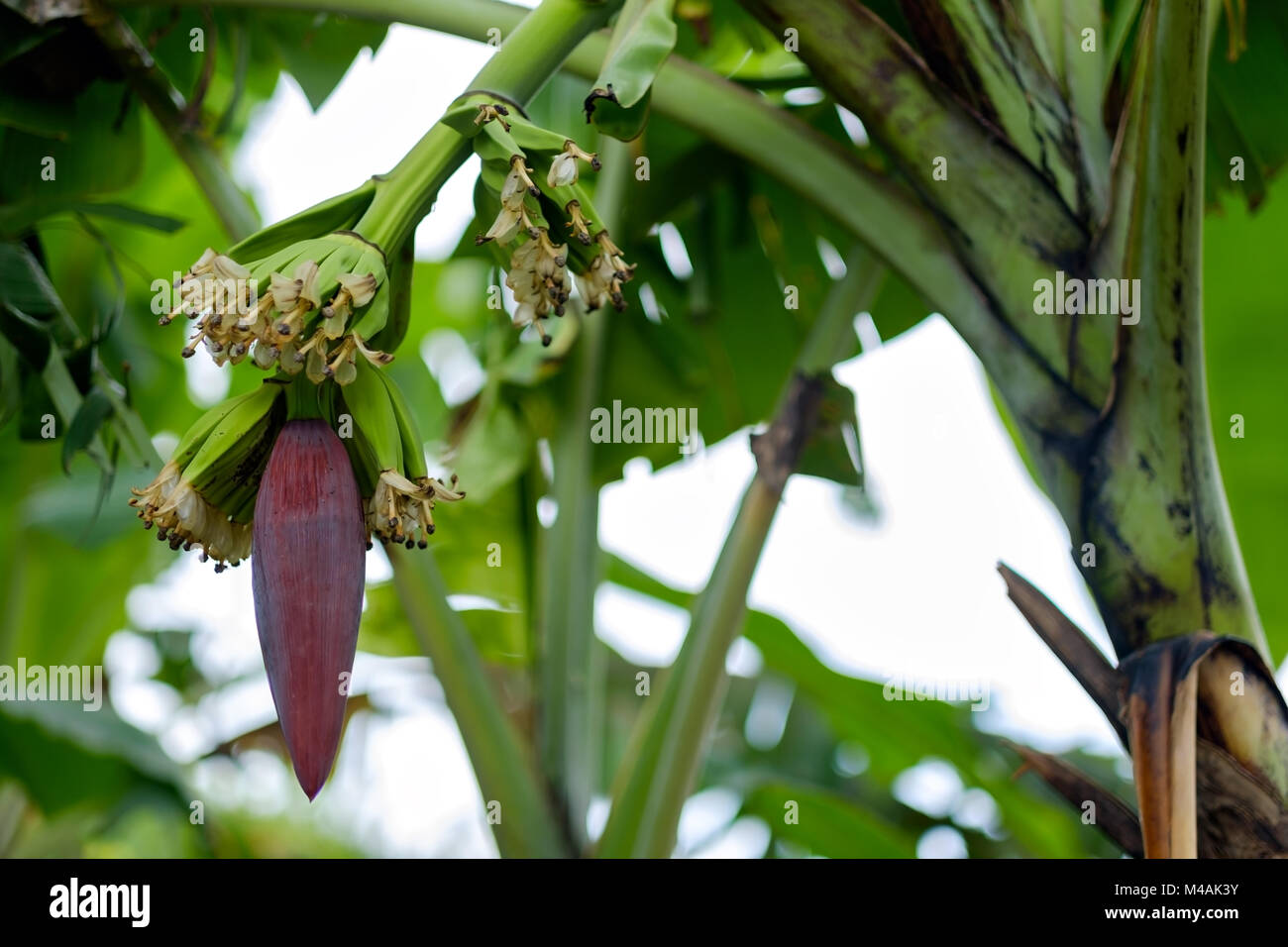 Banana plantation forest in hi-res stock photography and images - Alamy