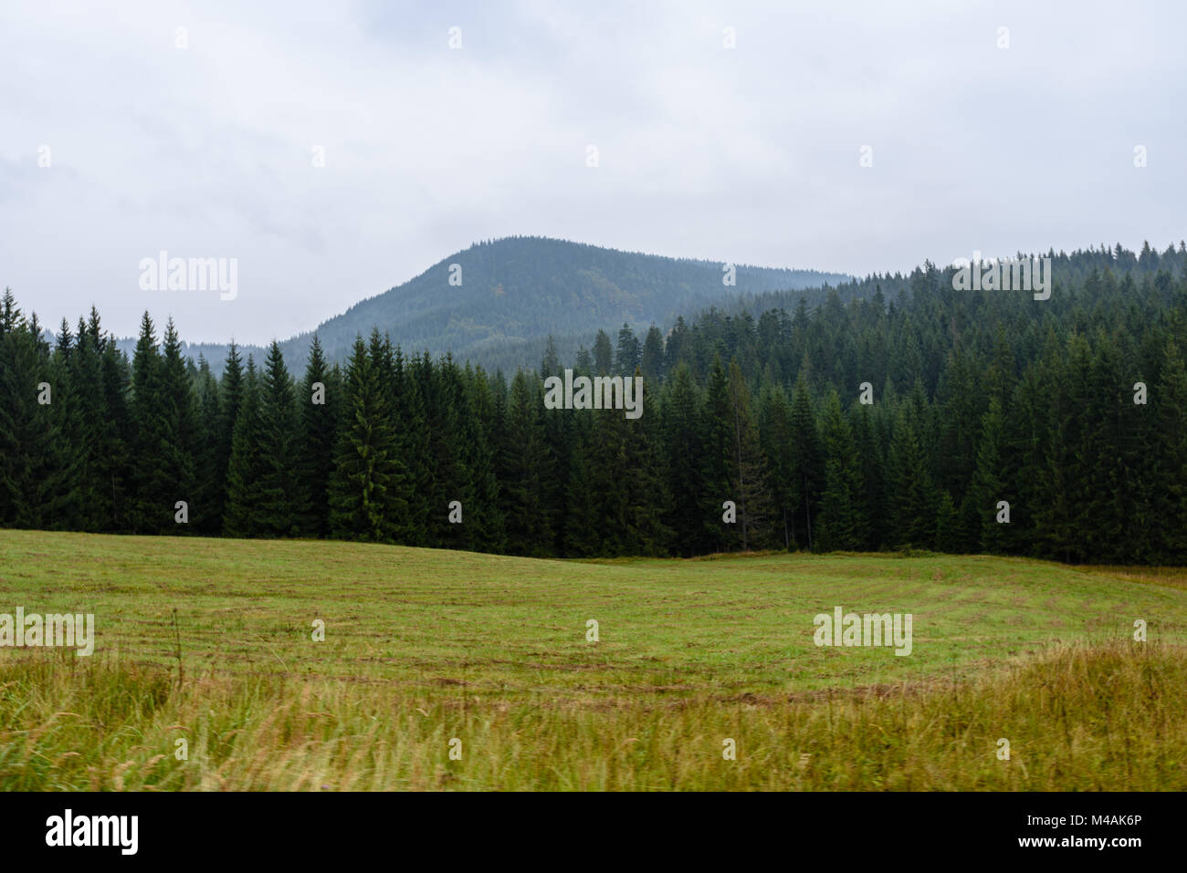 panoramic view of misty forest. far horizon Stock Photo - Alamy