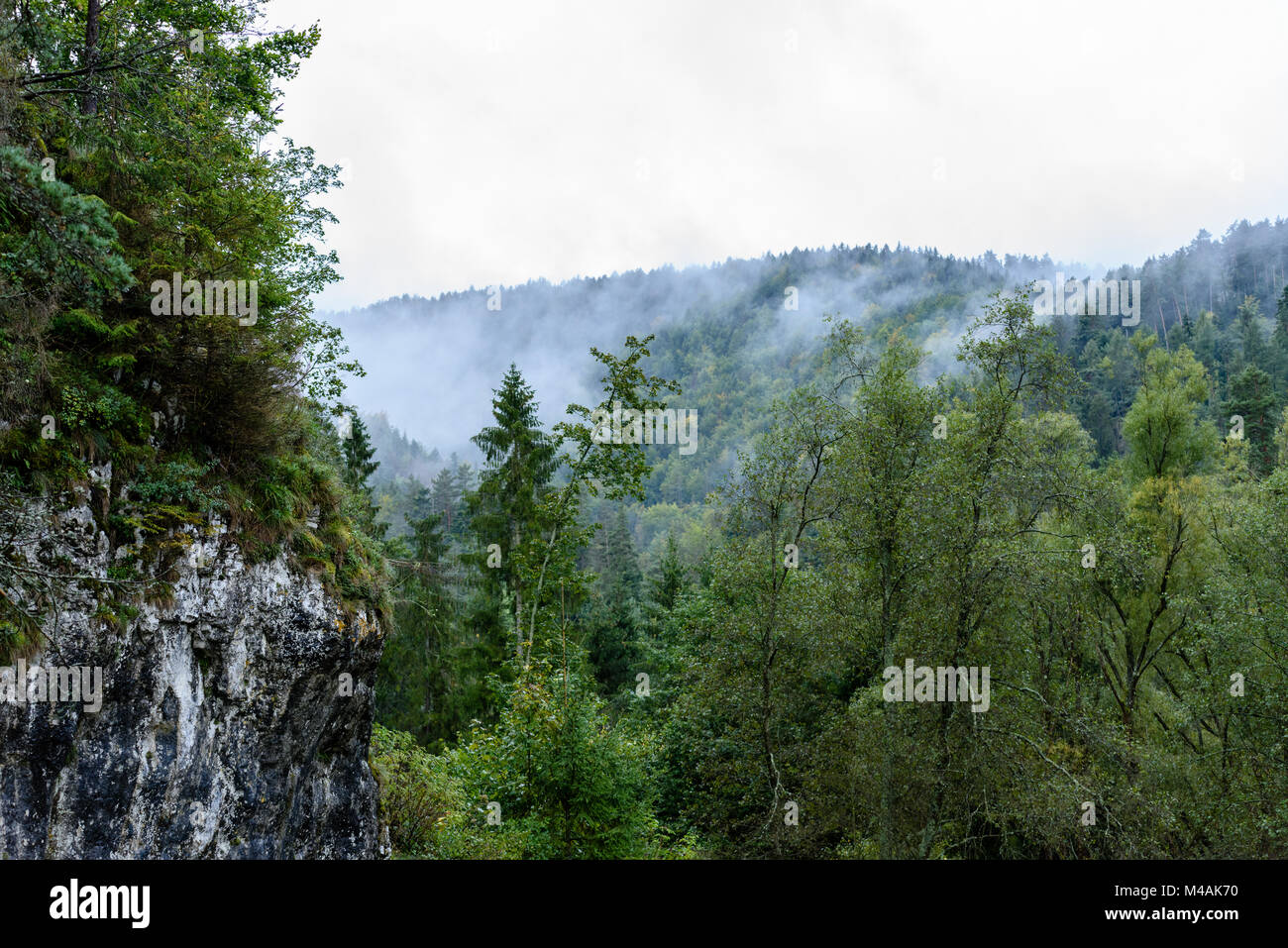 panoramic view of misty forest. far horizon Stock Photo - Alamy