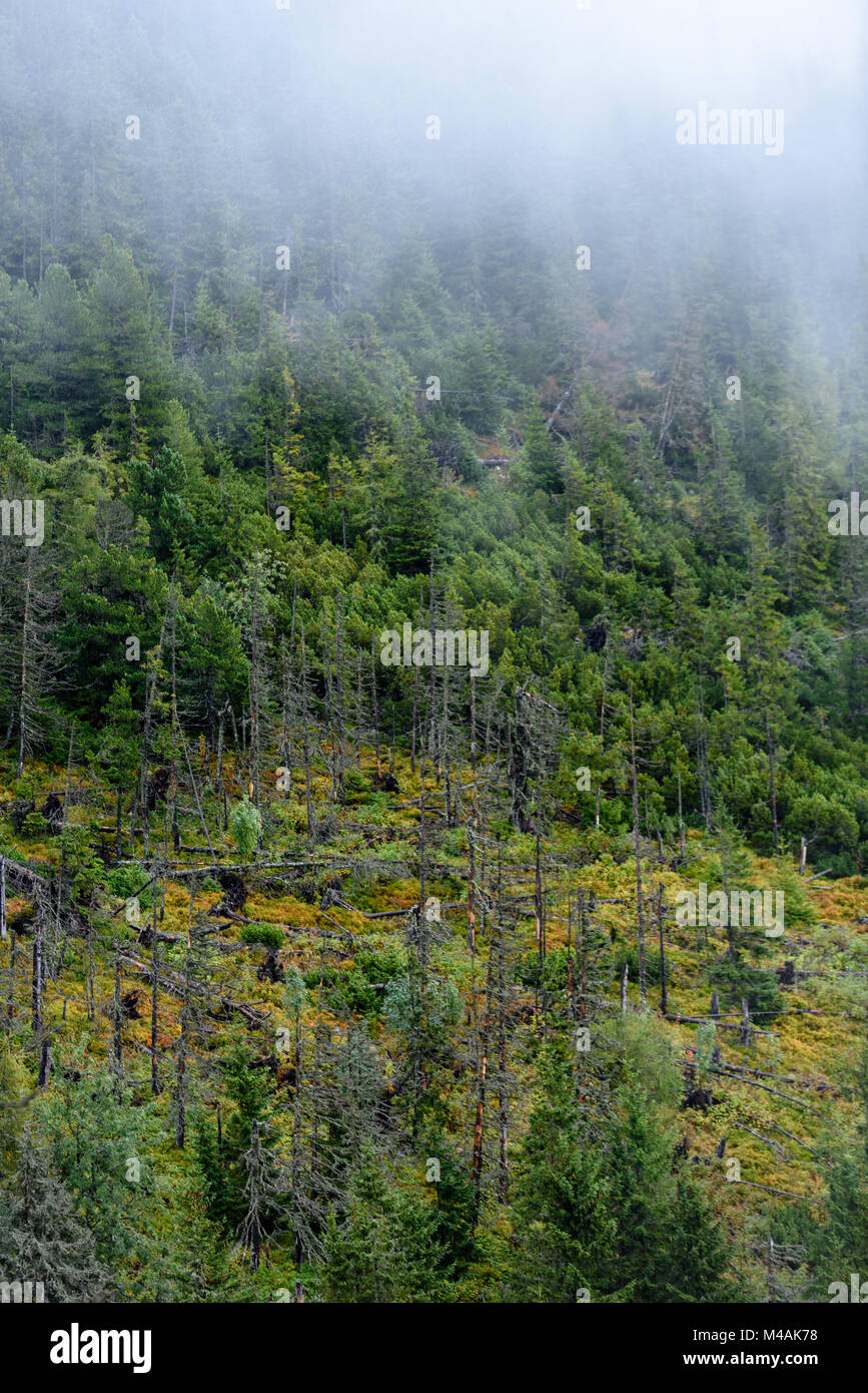 panoramic view of misty forest. far horizon Stock Photo - Alamy