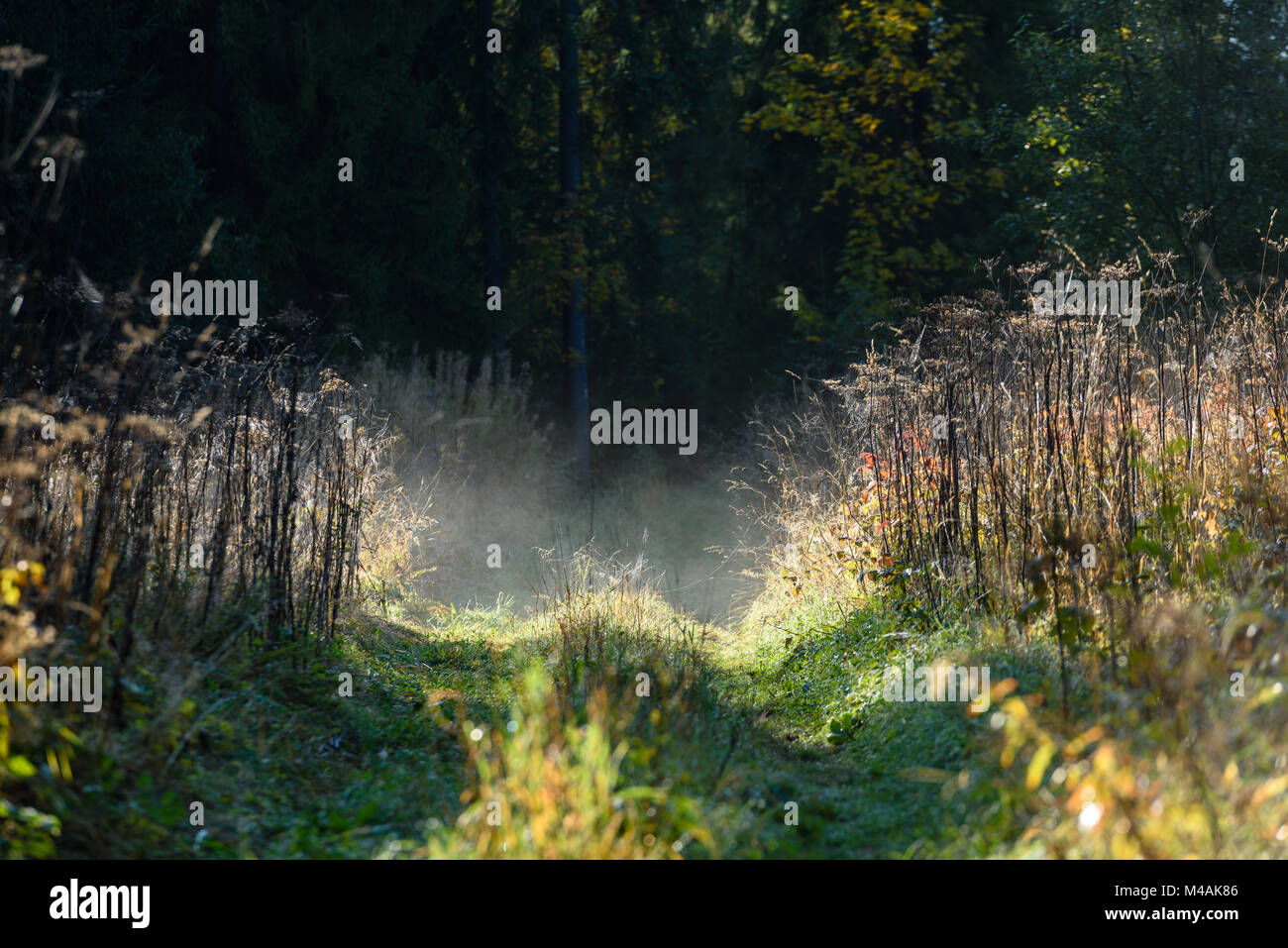 panoramic view of of road in misty forest. far horizon Stock Photo - Alamy