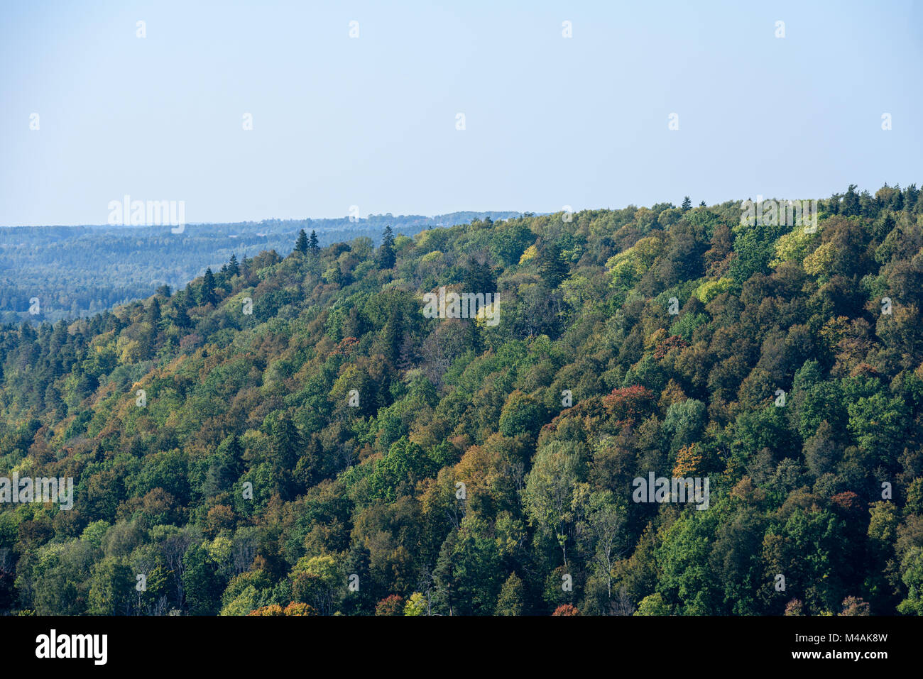 panoramic view of misty forest. far horizon Stock Photo - Alamy