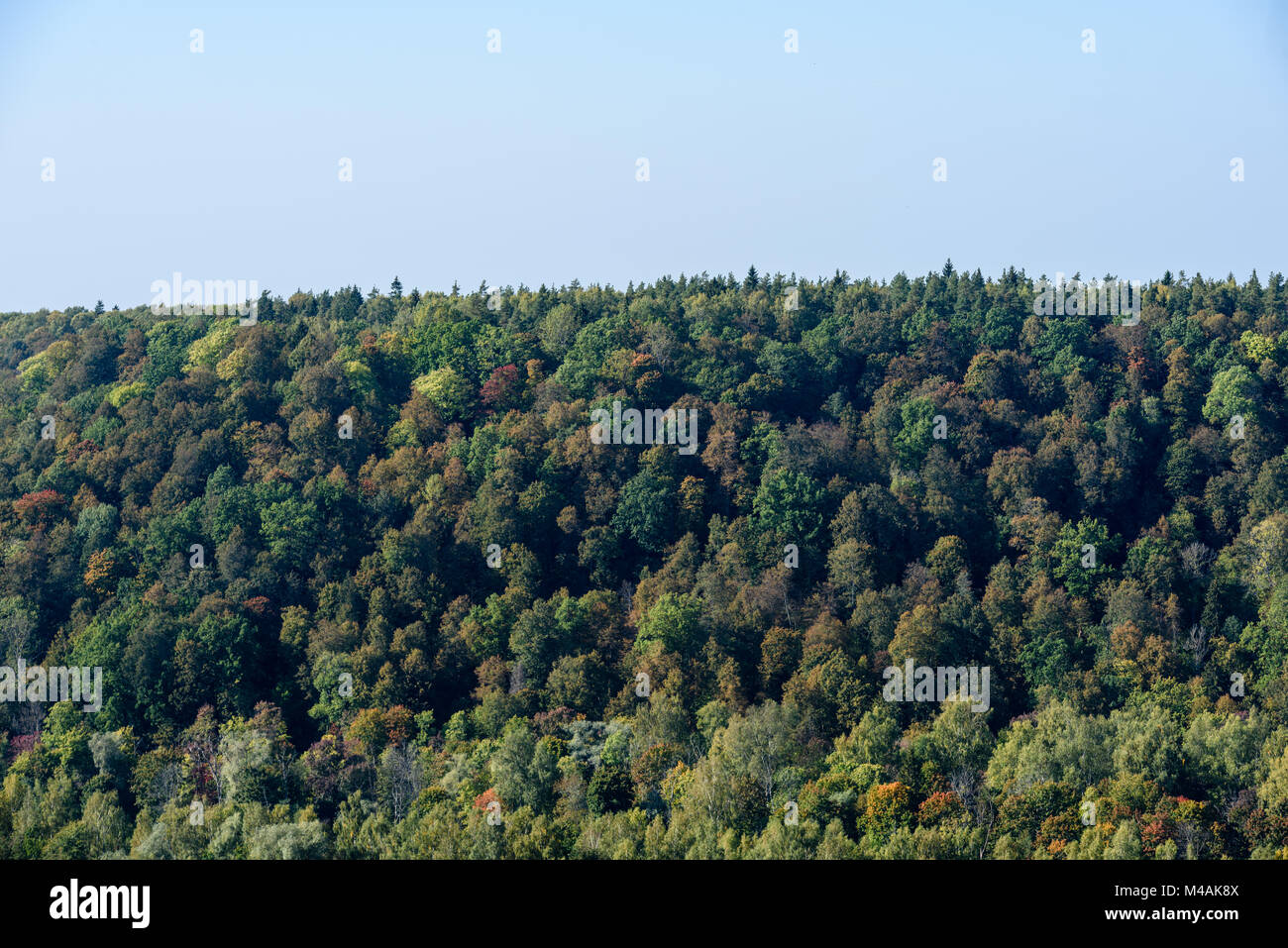panoramic view of misty forest. far horizon Stock Photo - Alamy