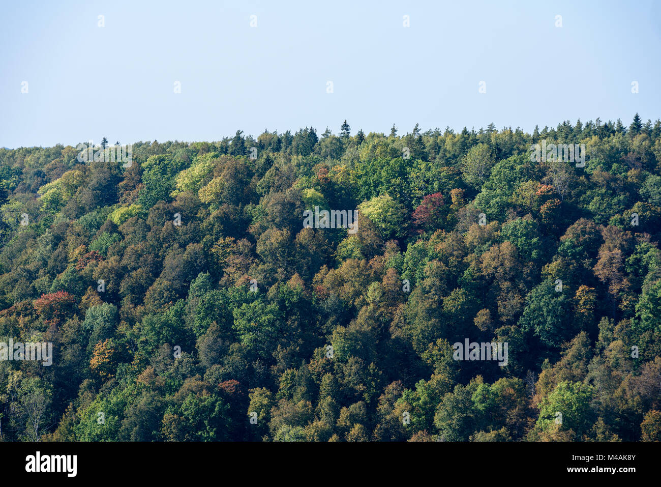 panoramic view of misty forest. far horizon Stock Photo - Alamy