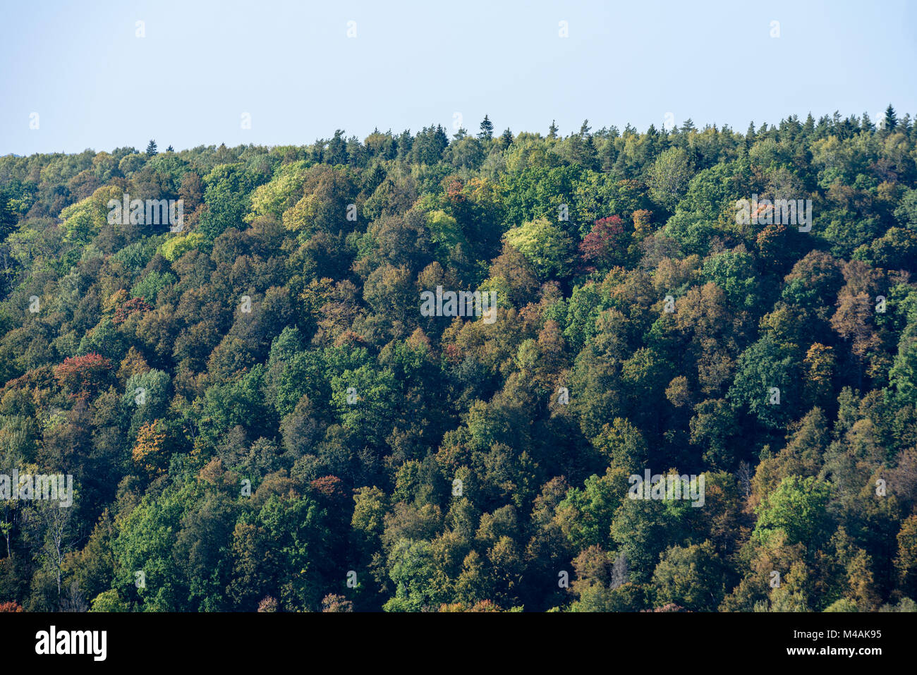 panoramic view of misty forest. far horizon Stock Photo - Alamy
