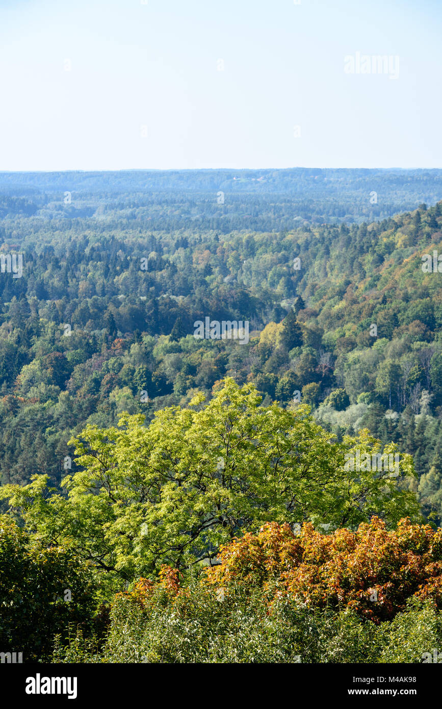 panoramic view of misty forest. far horizon Stock Photo - Alamy