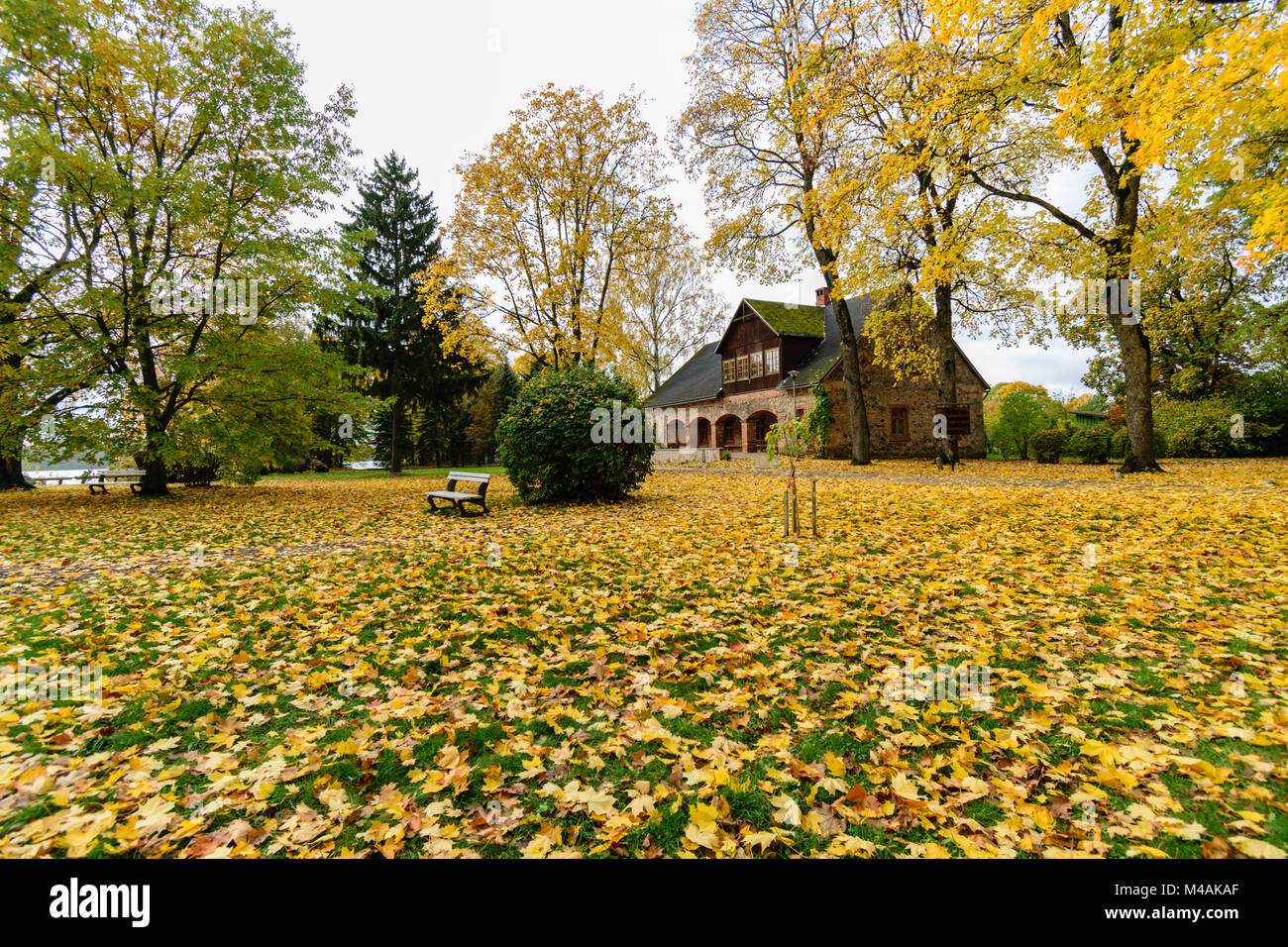 country house with oak trees in autumn colors Stock Photo - Alamy