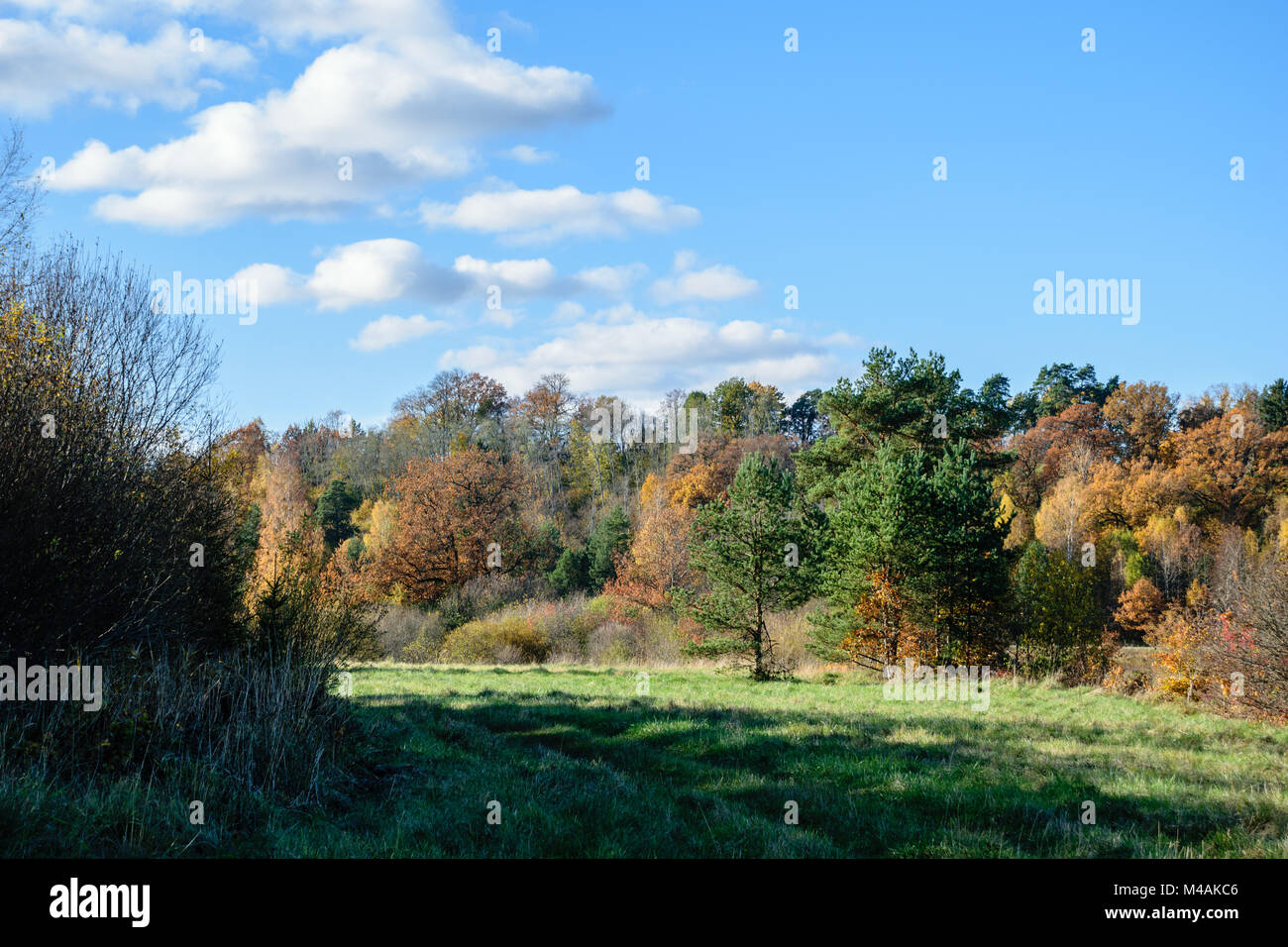 panoramic view of misty forest. far horizon Stock Photo - Alamy