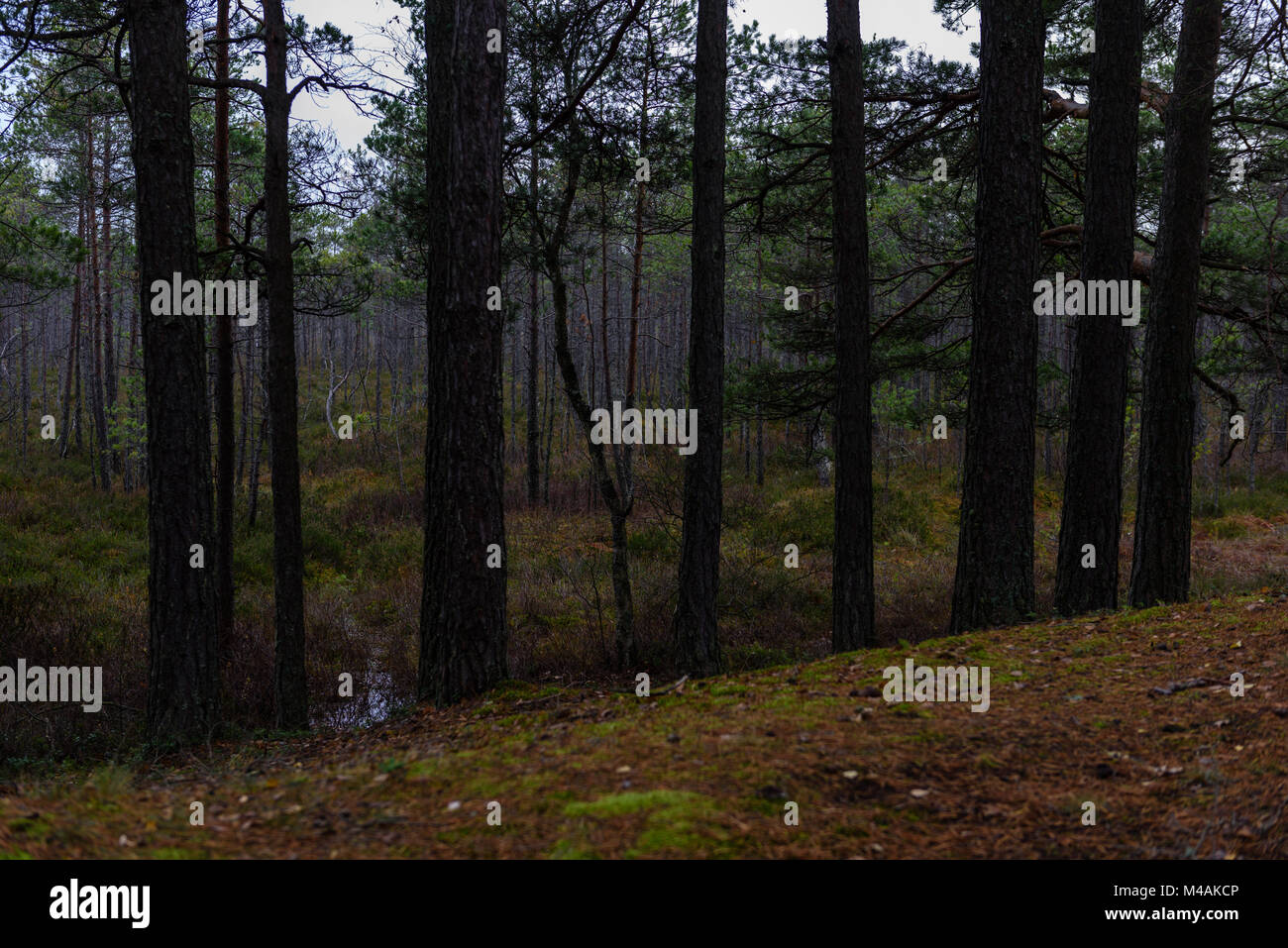 panoramic view of misty forest. far horizon Stock Photo - Alamy
