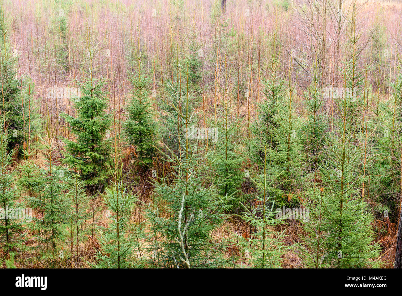 panoramic view of misty forest. far horizon Stock Photo - Alamy