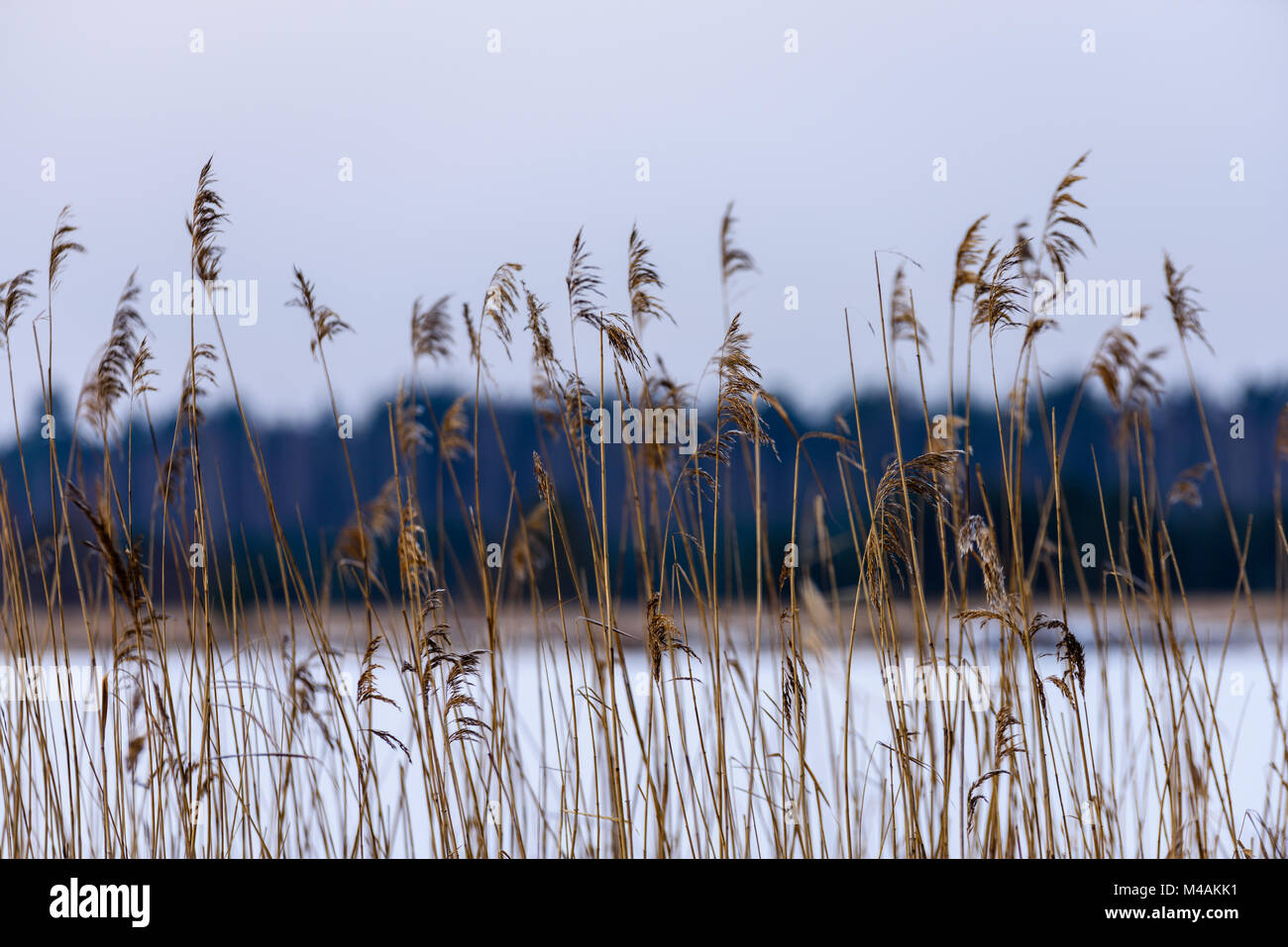 Reed vs. Sunset. Selective focus. Shallow depth of field. Beautiful ...