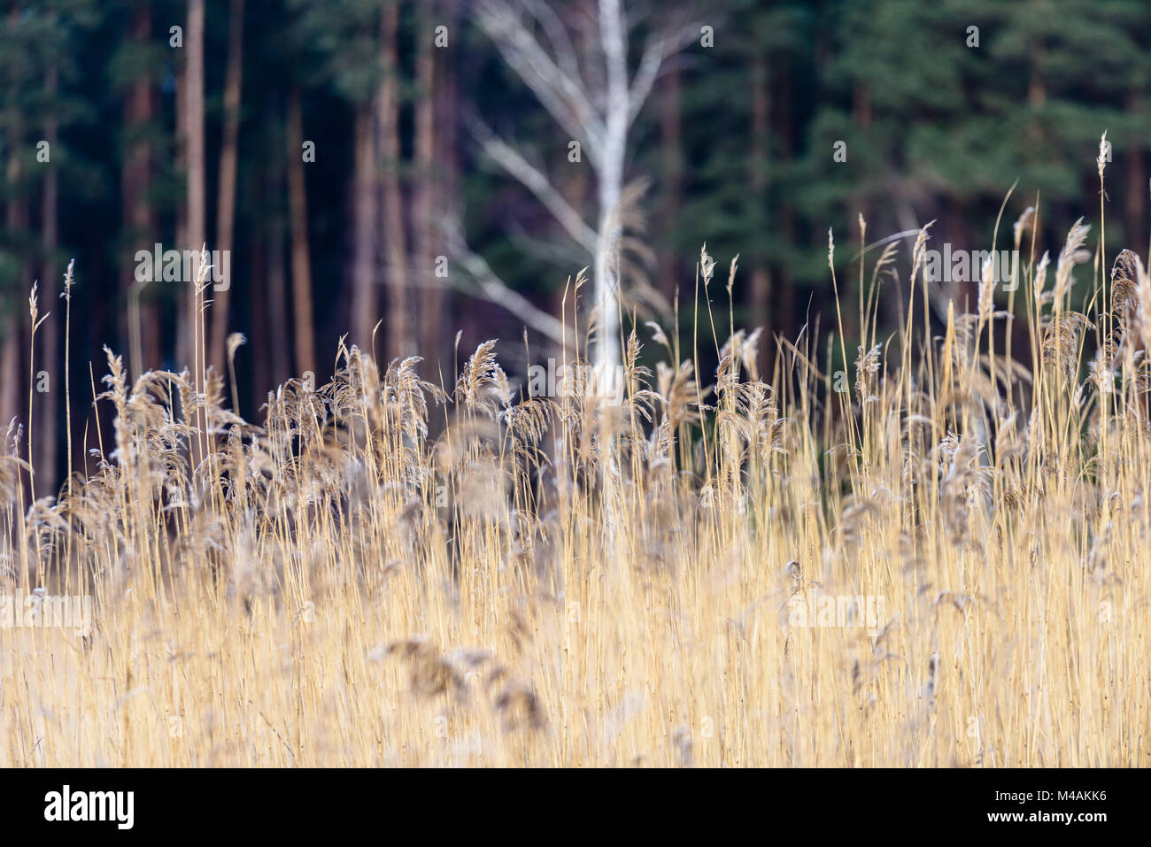 Reed vs. Sunset. Selective focus. Shallow depth of field. Beautiful ...