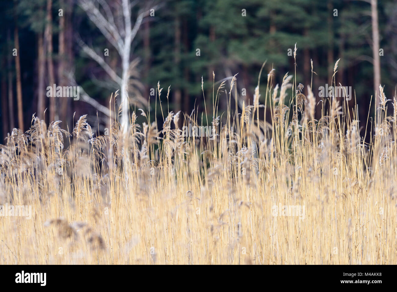 Reed vs. Sunset. Selective focus. Shallow depth of field. Beautiful ...