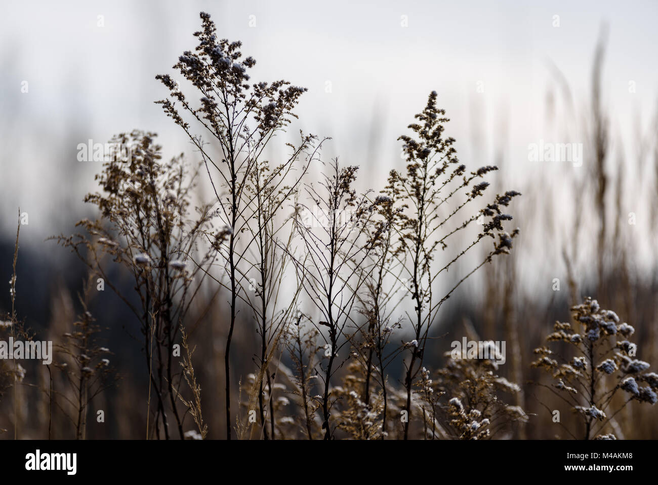 Reed vs. Sunset. Selective focus. Shallow depth of field. Beautiful ...