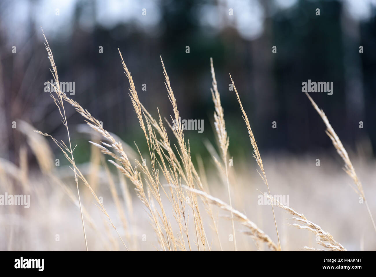 Reed vs. Sunset. Selective focus. Shallow depth of field. Beautiful ...