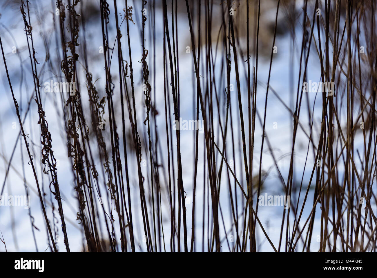 Reed vs. Sunset. Selective focus. Shallow depth of field. Beautiful ...
