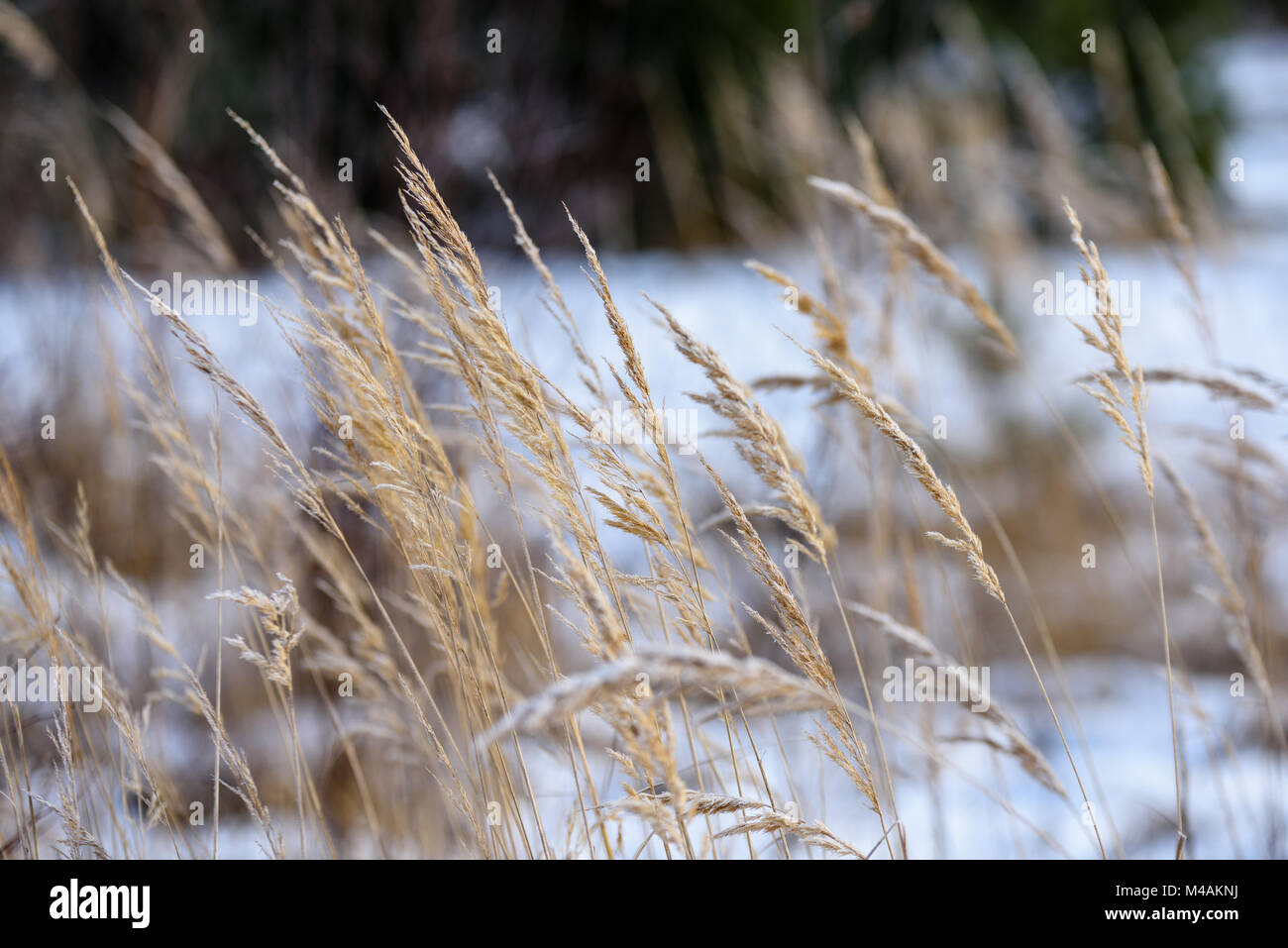 Reed vs. Sunset. Selective focus. Shallow depth of field. Beautiful ...