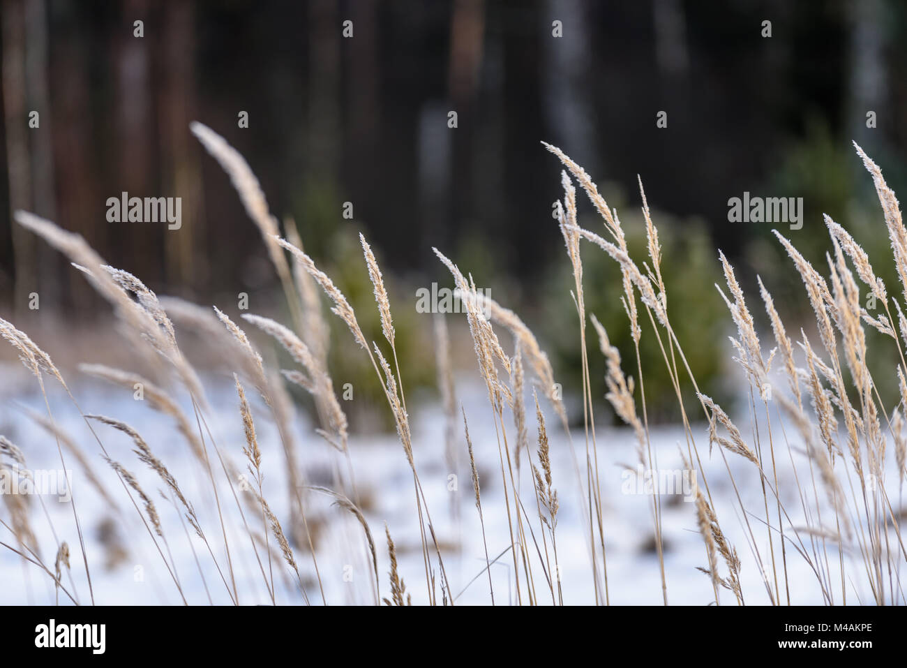 Reed vs. Sunset. Selective focus. Shallow depth of field. Beautiful ...