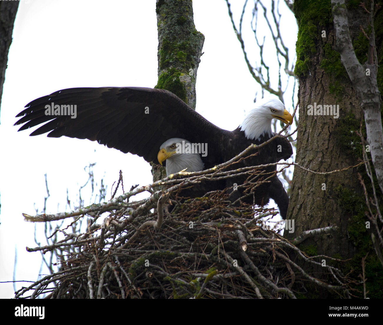 Eagle cover up Stock Photo - Alamy
