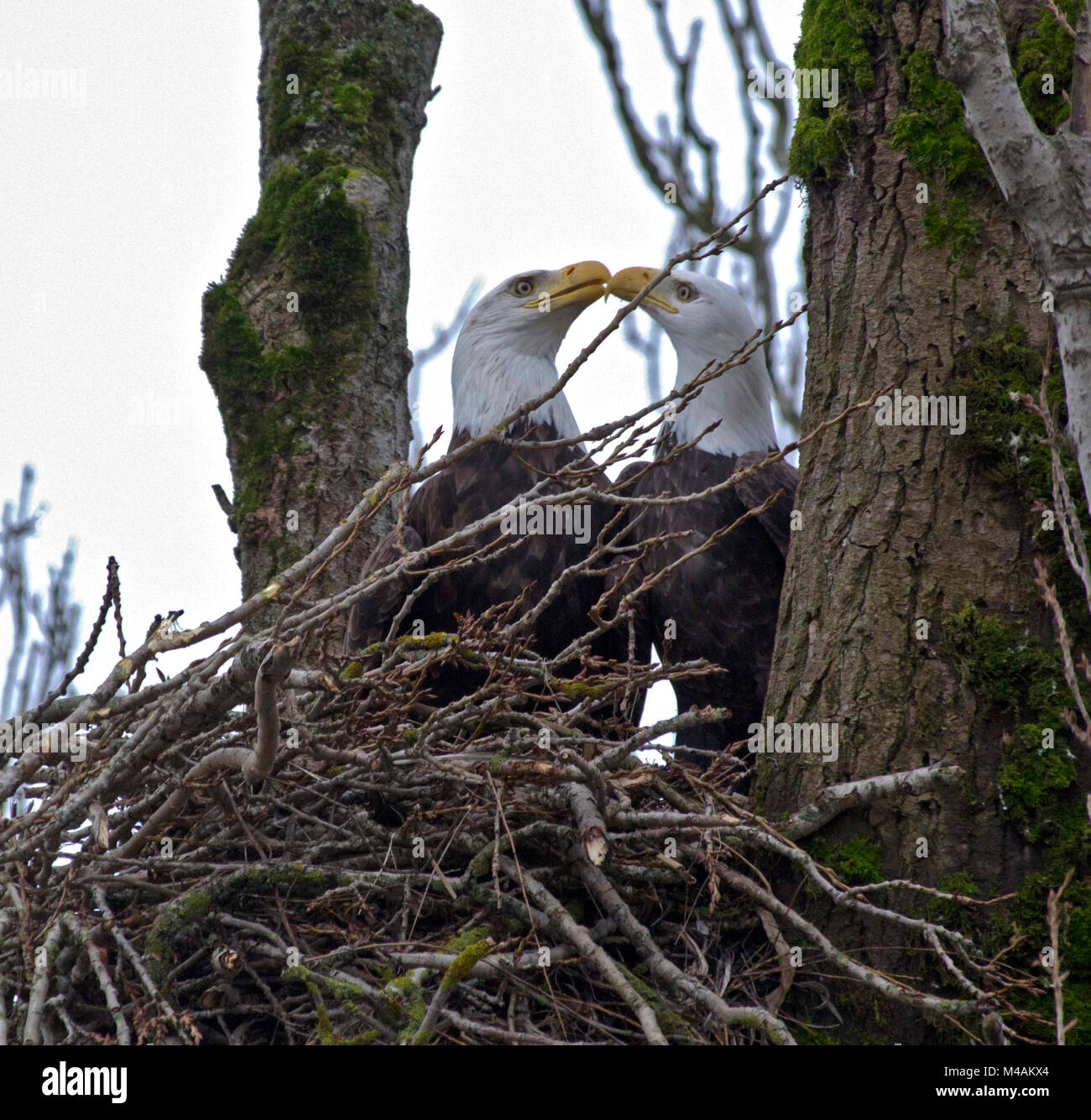 Eagle cover up Stock Photo - Alamy