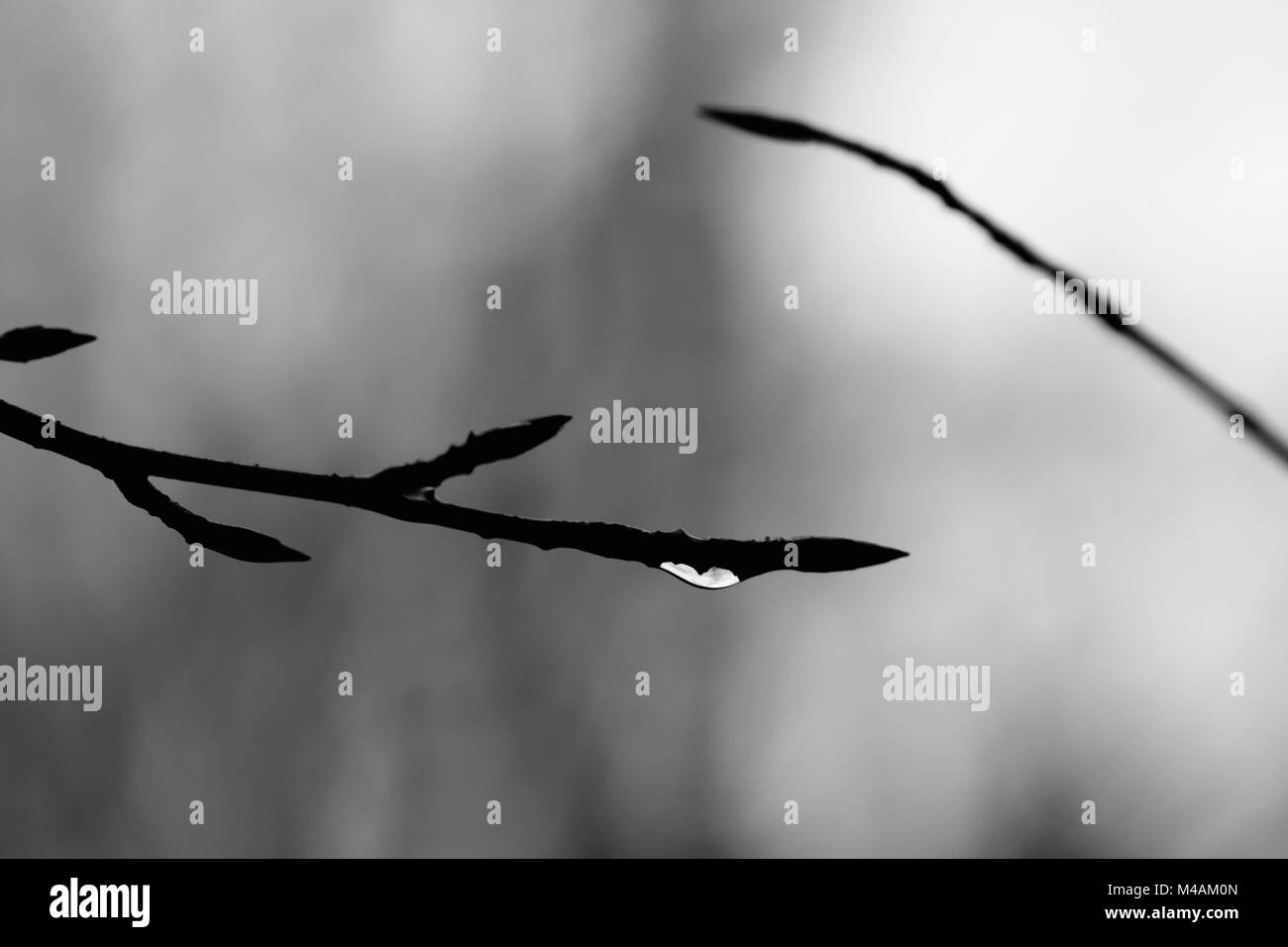 Branch no leaves hi-res stock photography and images - Alamy