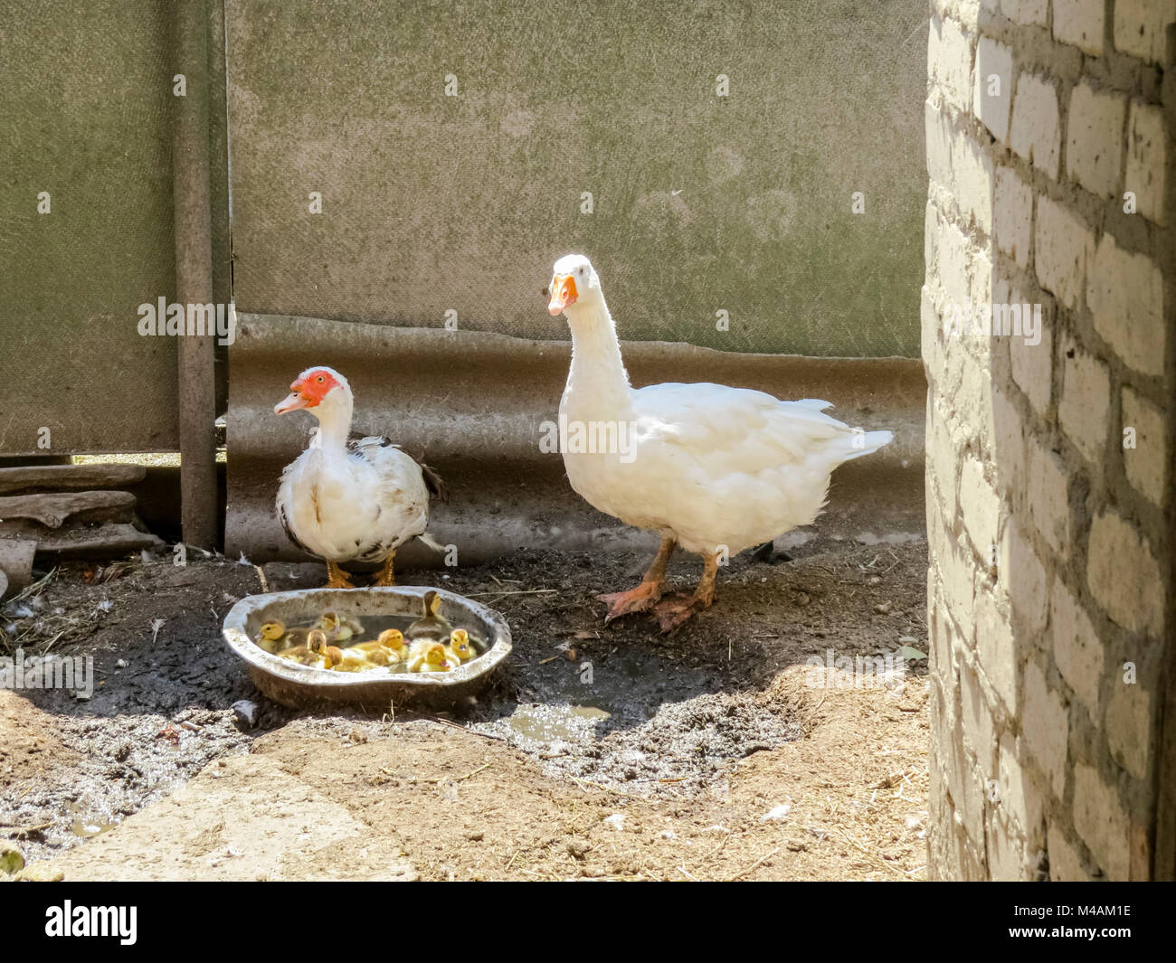 Goose and ducks in the bird's yard Stock Photo - Alamy