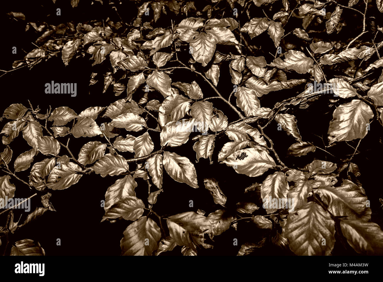 Close up branches beech hi-res stock photography and images - Alamy