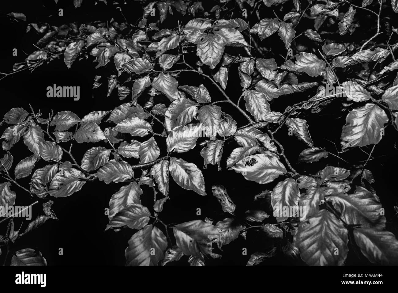 European flora Black and White Stock Photos & Images - Alamy