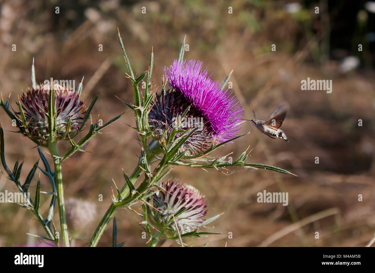 Hummingbird hawk-moth (Macroglossum stellatarum) flying over thistle ...