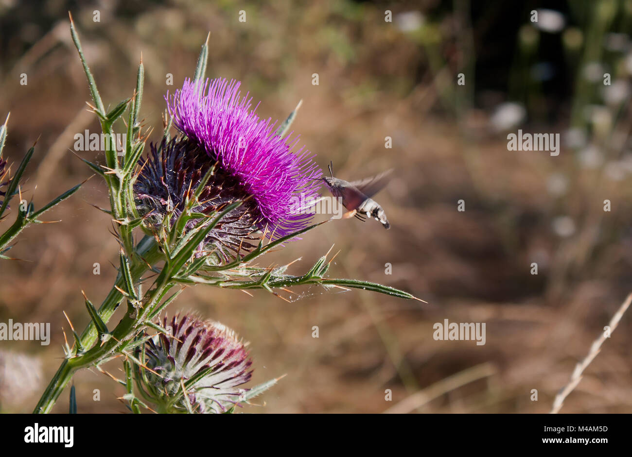 Hummingbird hawk-moth (Macroglossum stellatarum) flying over thistle ...
