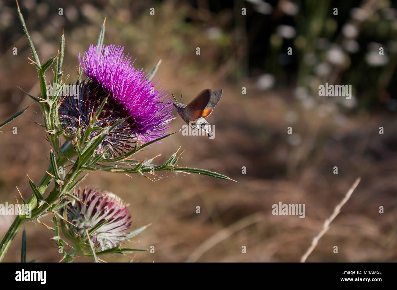 Hummingbird hawk-moth (Macroglossum stellatarum) flying over thistle ...