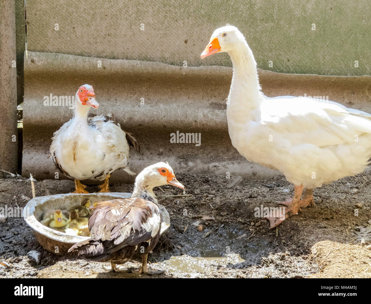 Goose and ducks in the bird's yard Stock Photo - Alamy