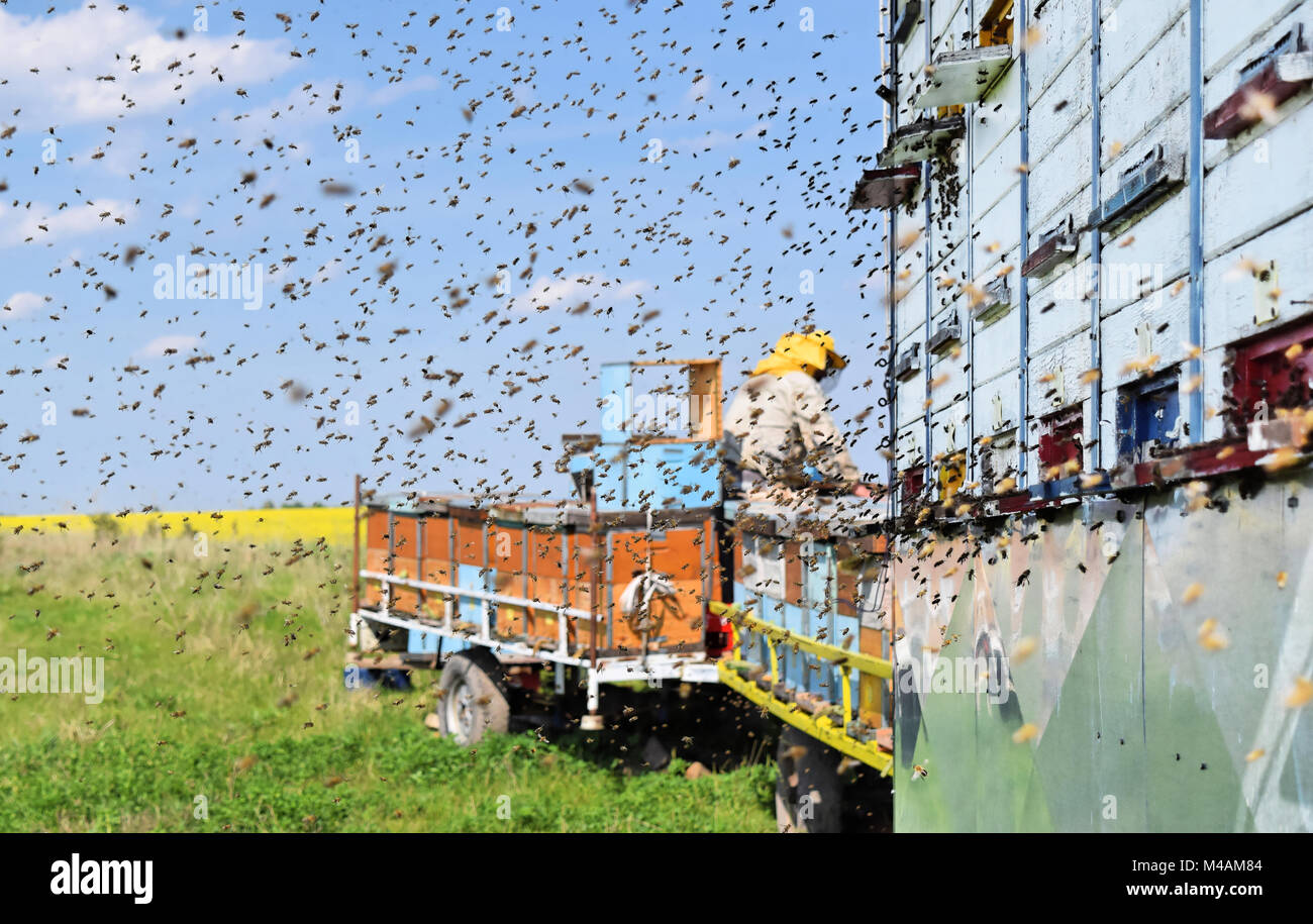 Beekeeper and his mobile beehives Stock Photo - Alamy