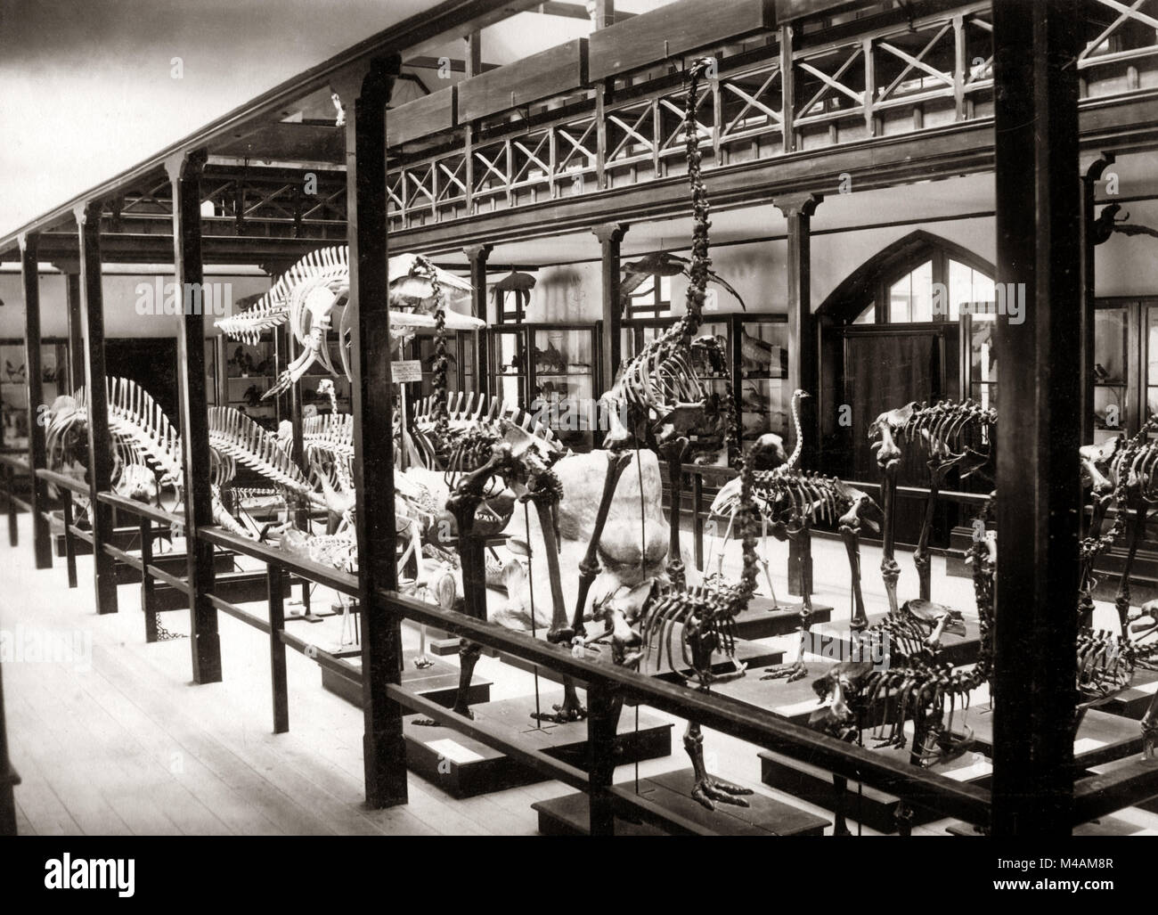 c.1880s - New Zealand - dinosaur (?) skeletons in Christchurch museum ...
