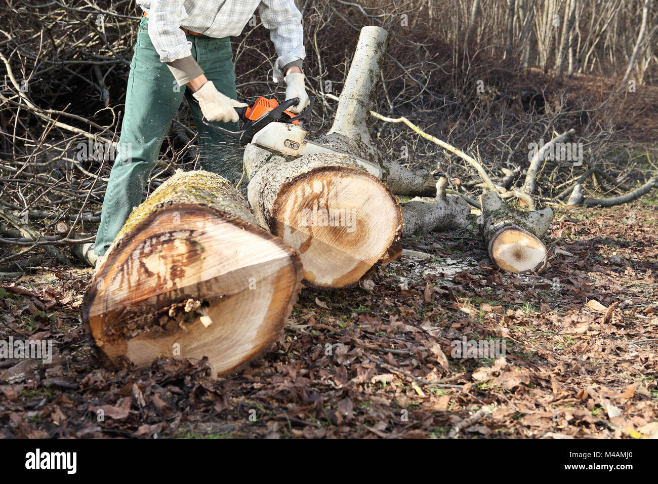 Lumberjack using chainsaw cutting big tree during the autumn Stock ...