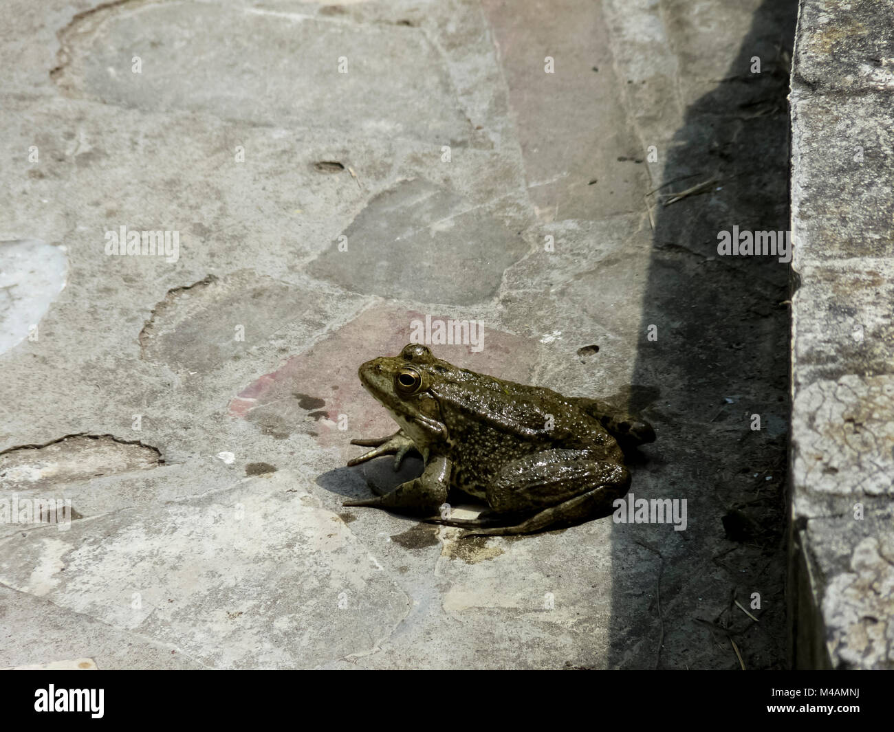 The Green Frog. The amphibian frog is ordinary Stock Photo - Alamy