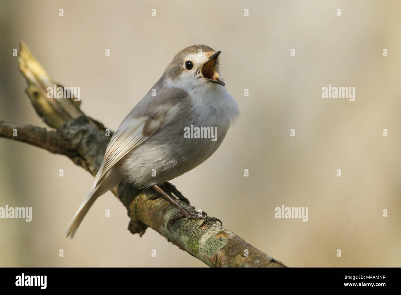 Leucistic robin hi-res stock photography and images - Alamy