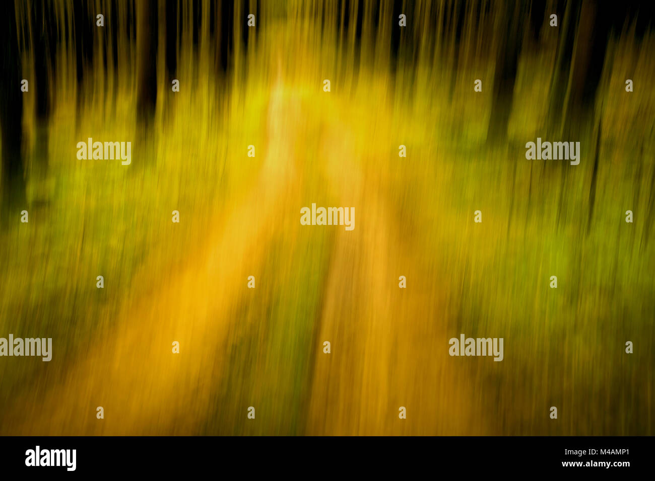 Traumatic path in a forest Stock Photo - Alamy