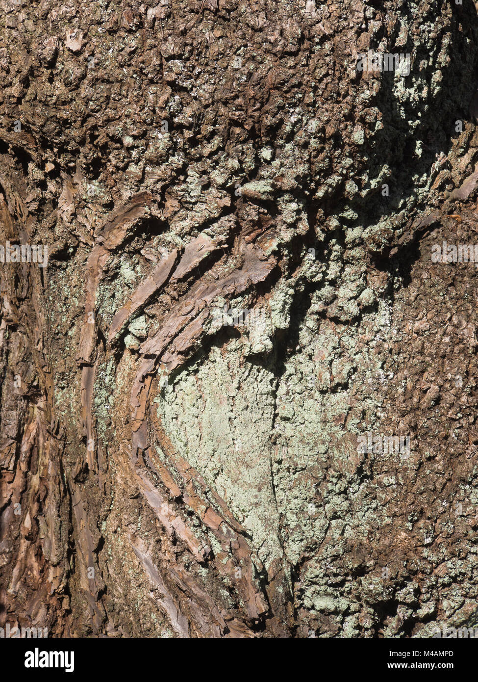 Close up the bark of an old tree with lichen gives a natural abstract ...