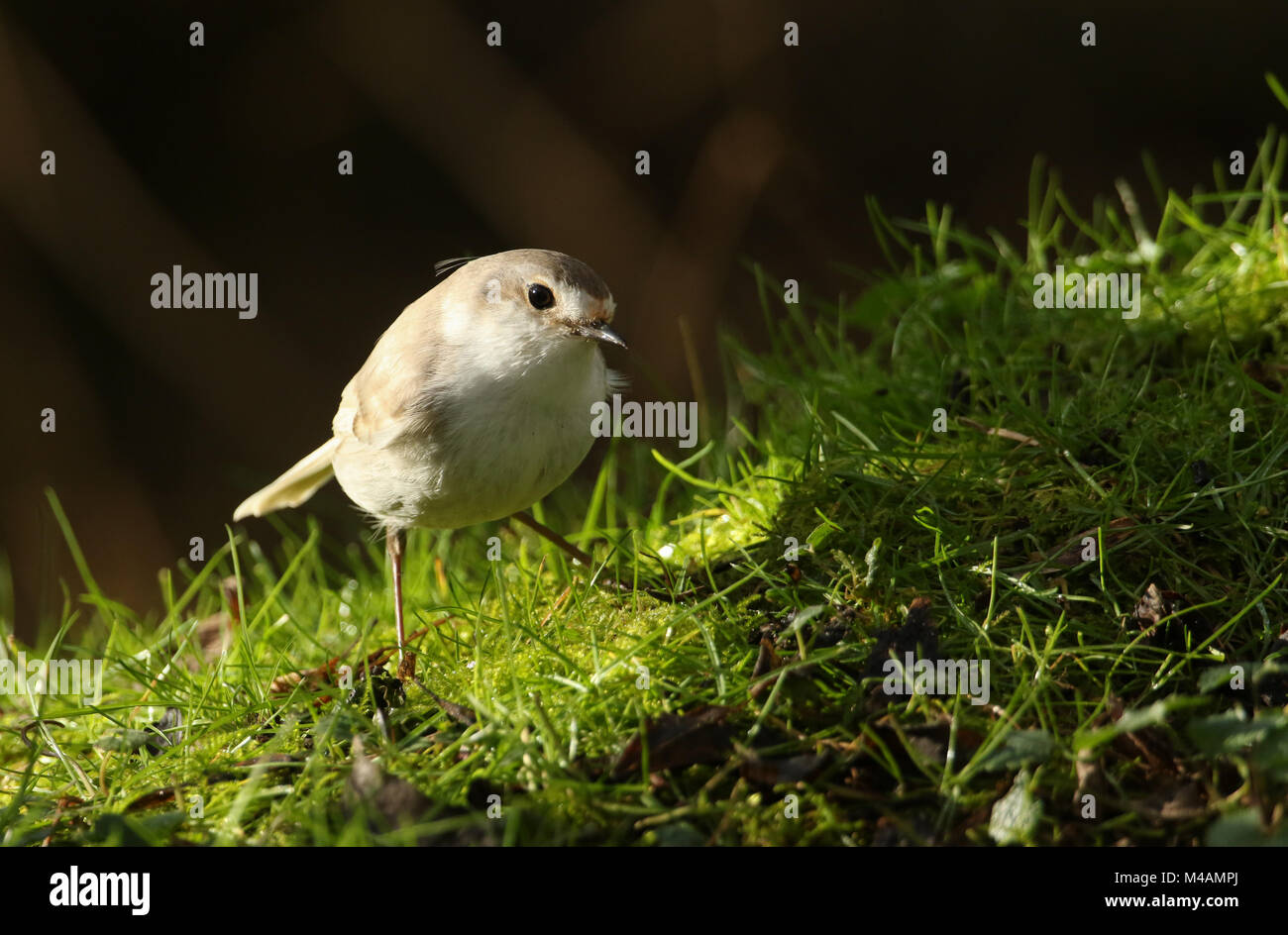Leucistic Bird Stock Photos & Leucistic Bird Stock Images - Alamy