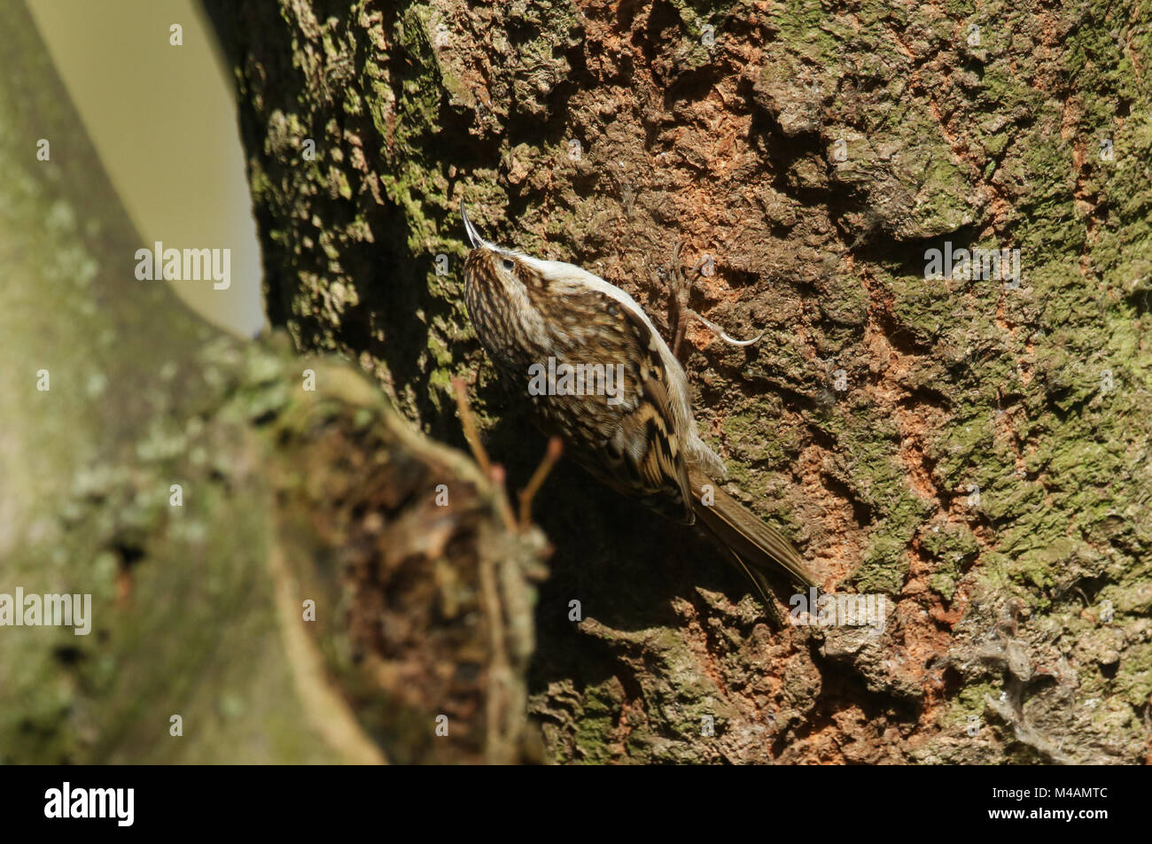 Small tree climbing bird hi-res stock photography and images - Alamy