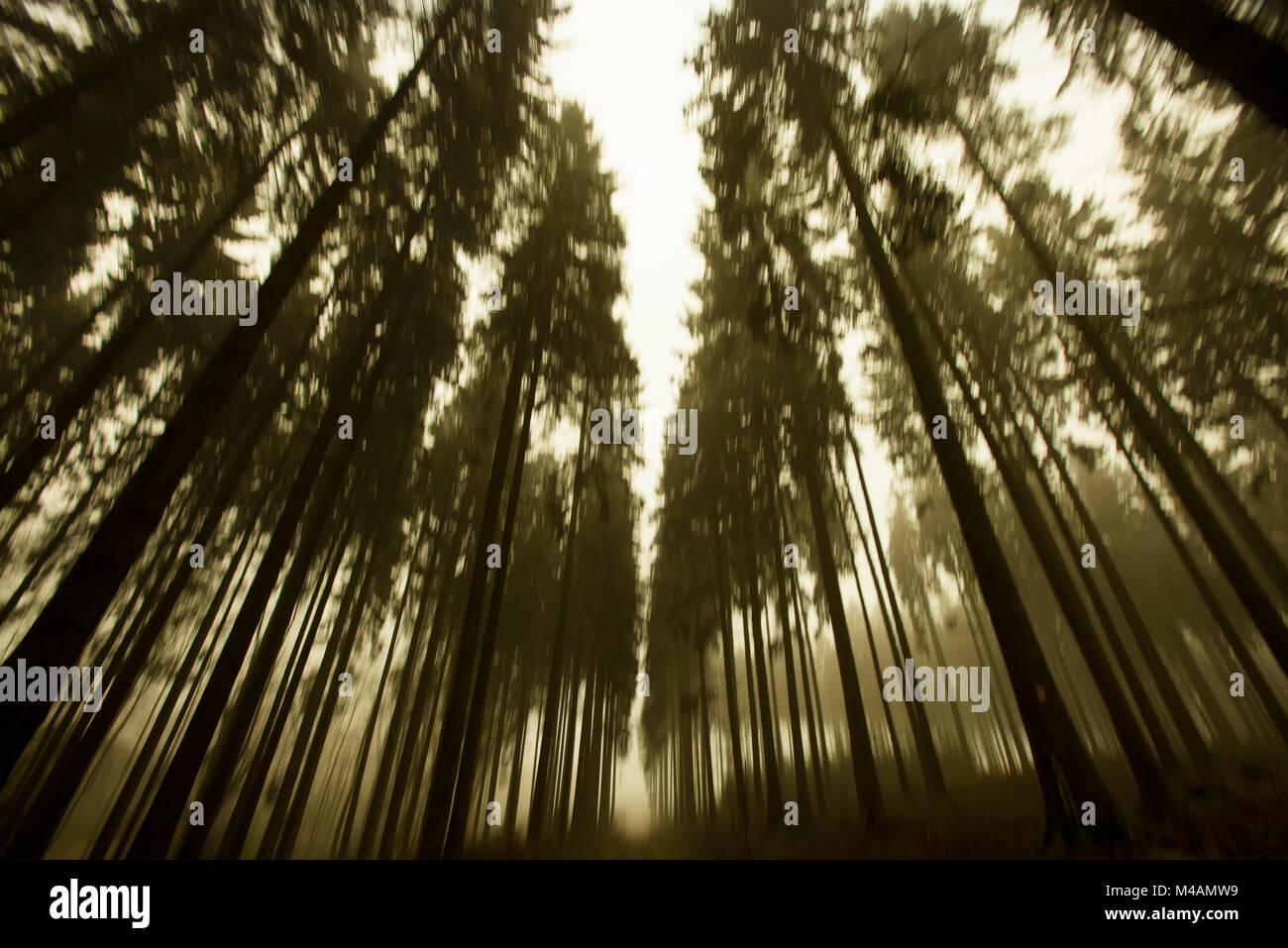 Traumatic path in a forest Stock Photo - Alamy