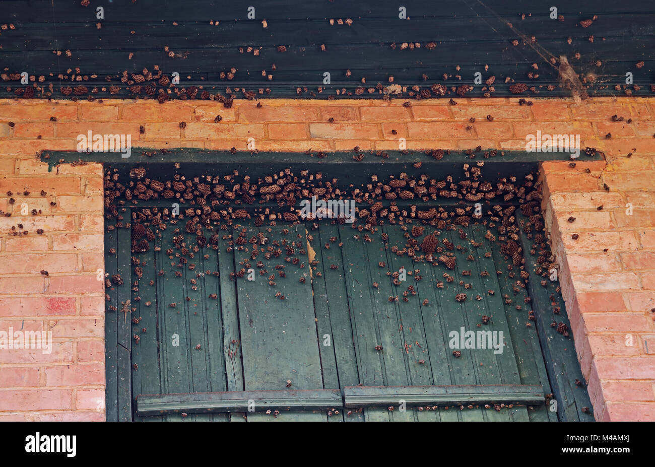 wasp nests Lake Alarobia, Antananarivo, Madagascar November Stock Photo ...