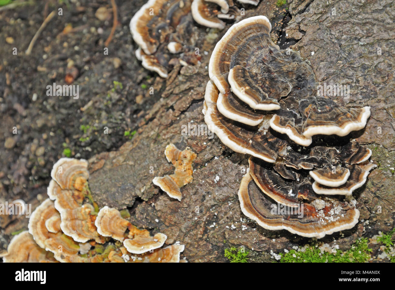 conks of bracket fungi on tree trunk Stock Photo - Alamy