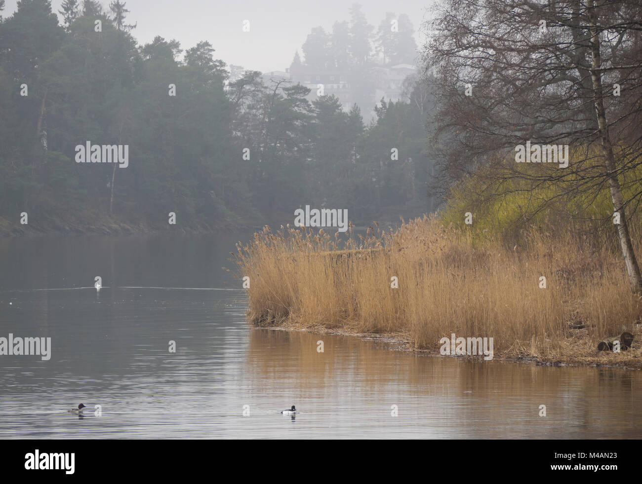 Norwegian ducks hi-res stock photography and images - Alamy